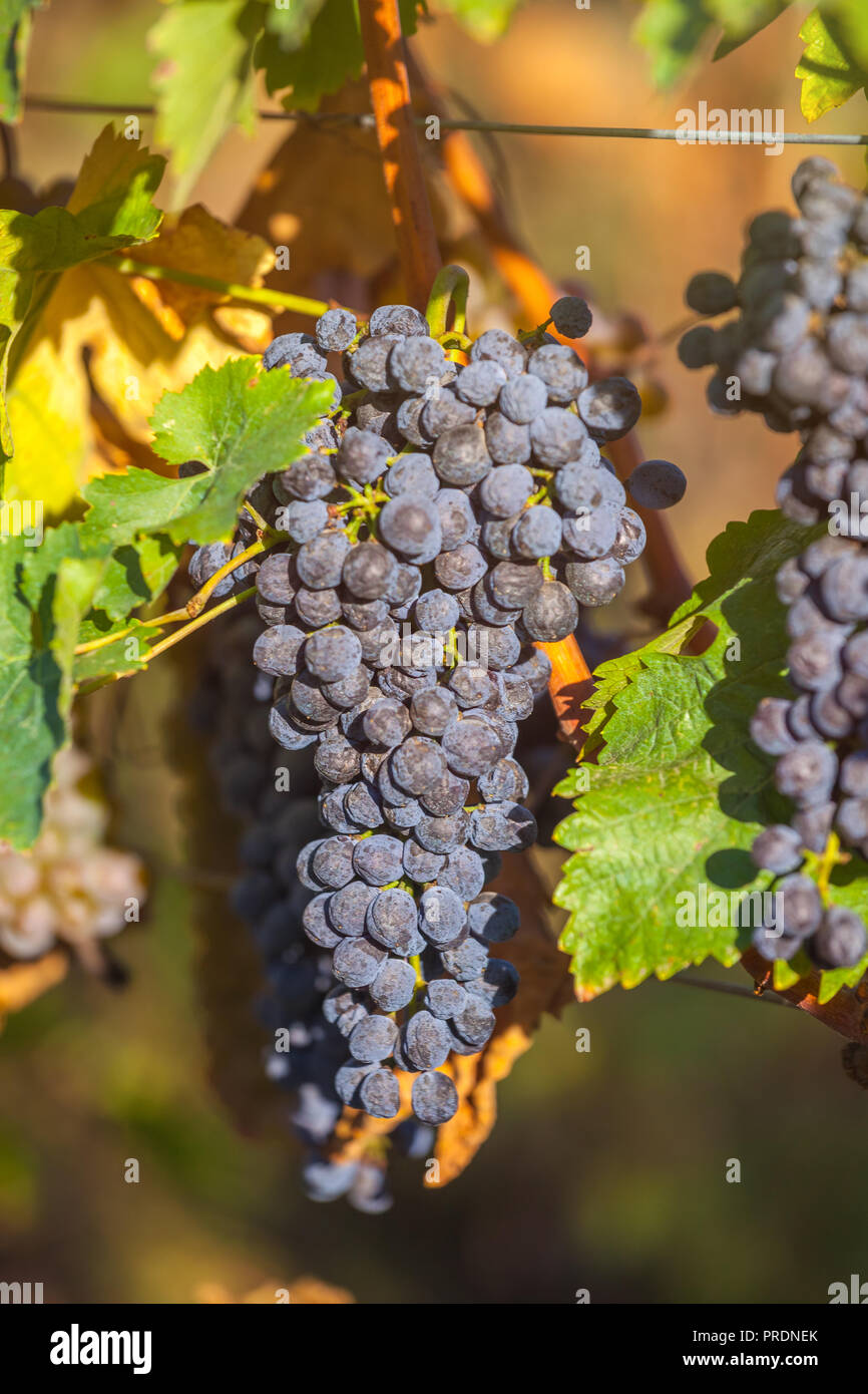 Saperavi hi-res stock photography and images - Alamy