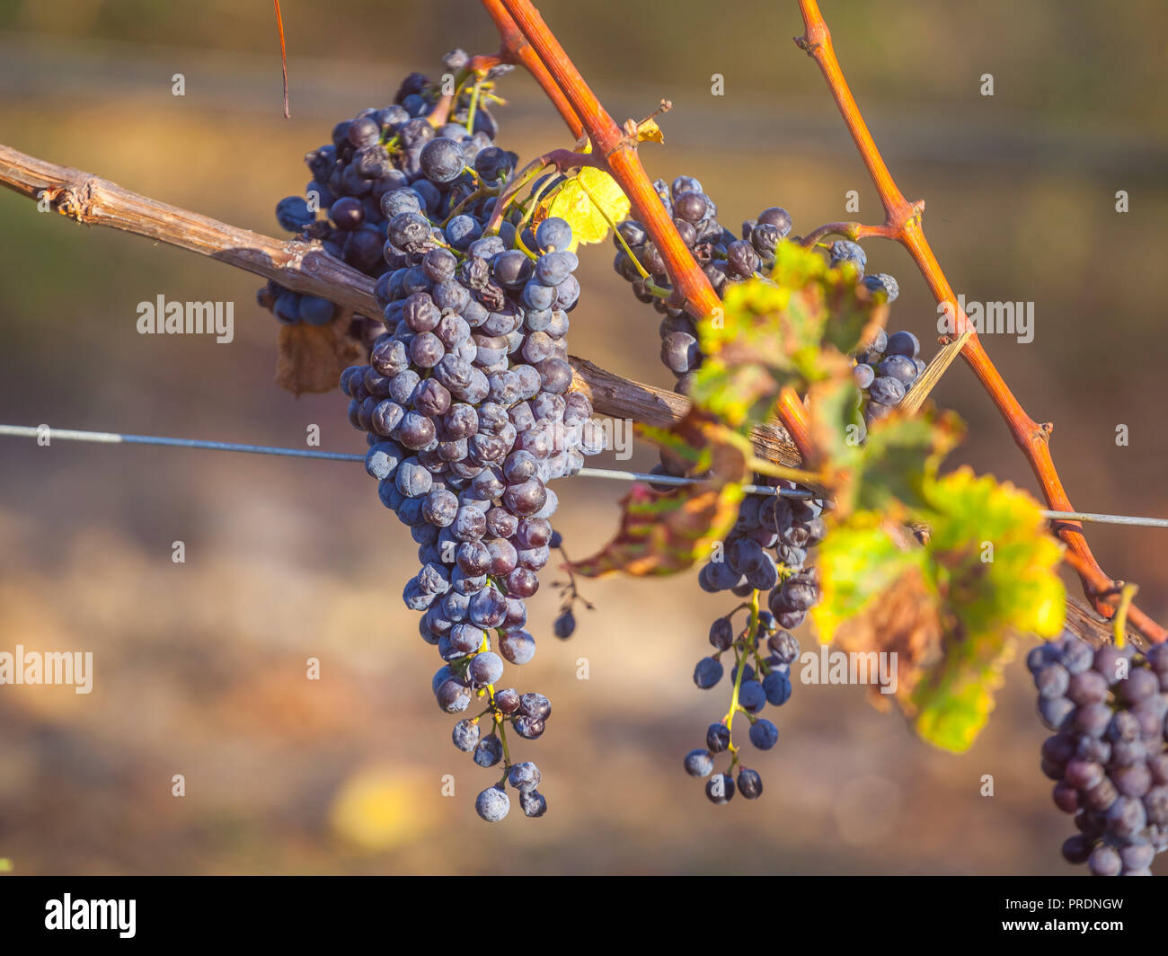 Saperavi hi-res stock photography and images - Alamy