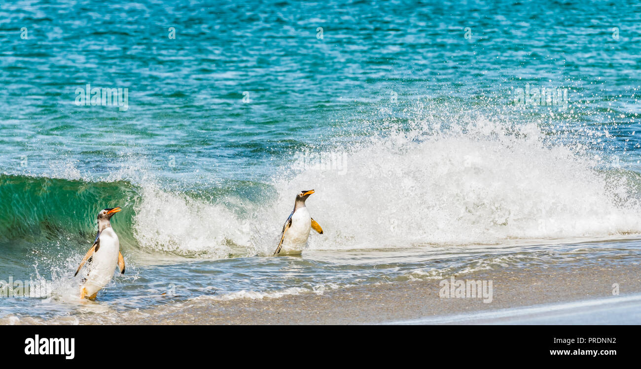 Penguin jumping out of water hi-res stock photography and images - Alamy