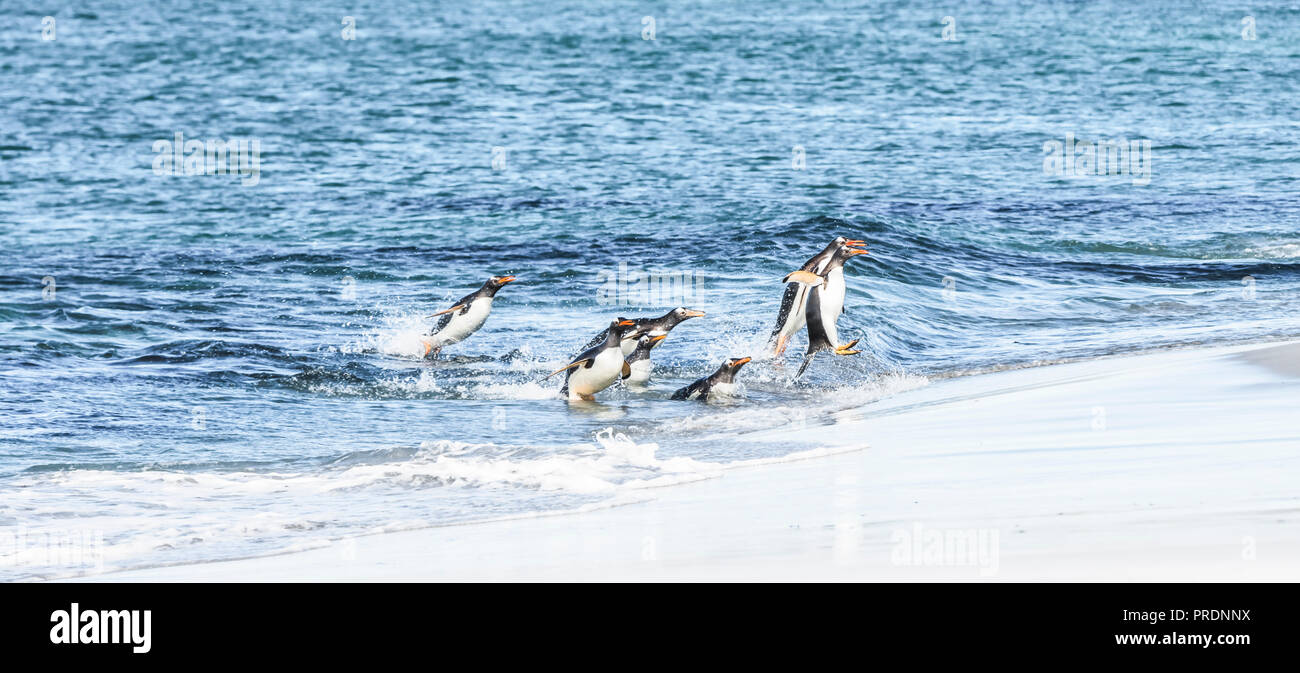 Gentoo Penguins coming out of the ocean Stock Photo - Alamy
