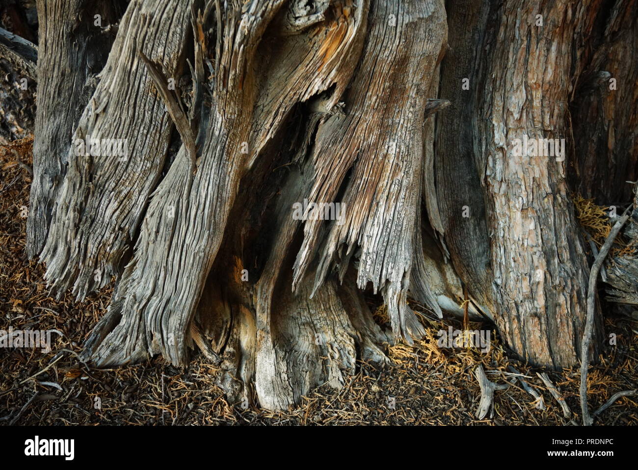 Juniper forms and textures Stock Photo - Alamy