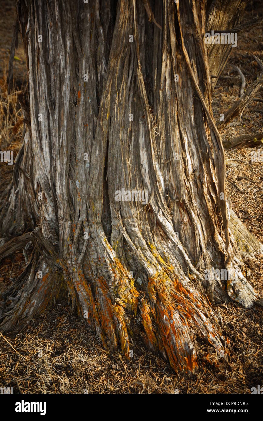 Juniper forms and textures Stock Photo - Alamy