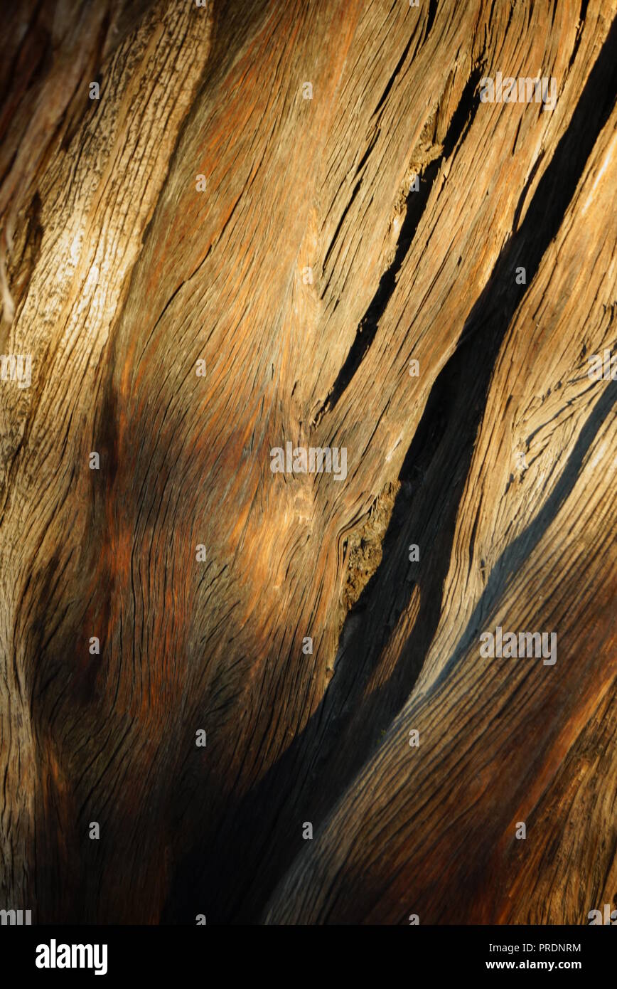 Juniper forms and textures Stock Photo - Alamy