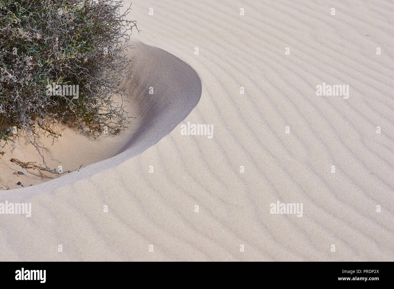 Xerophile plant in the desert, horizontal shot with text space. Desert ...