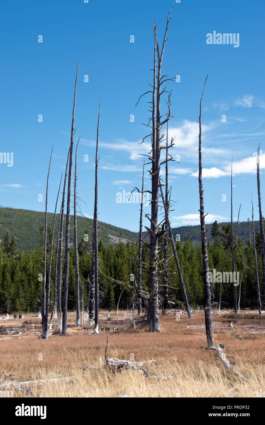 Yellowstone fire regrowth hi-res stock photography and images - Alamy