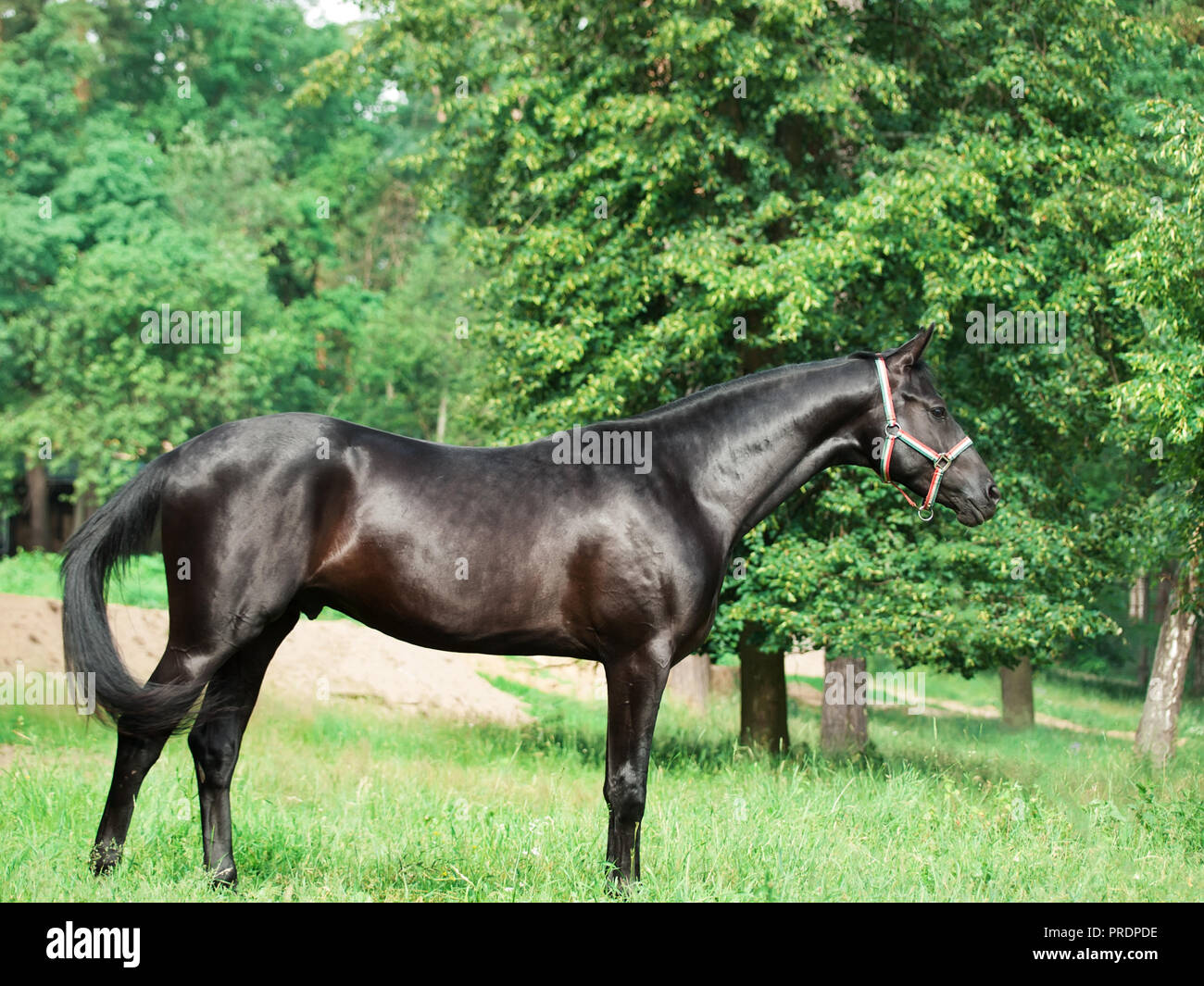 Outdoor Stallion High Resolution Stock Photography and Images - Alamy