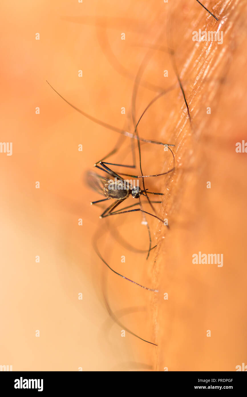 Mosquito on Human Skin Stock Photo - Alamy