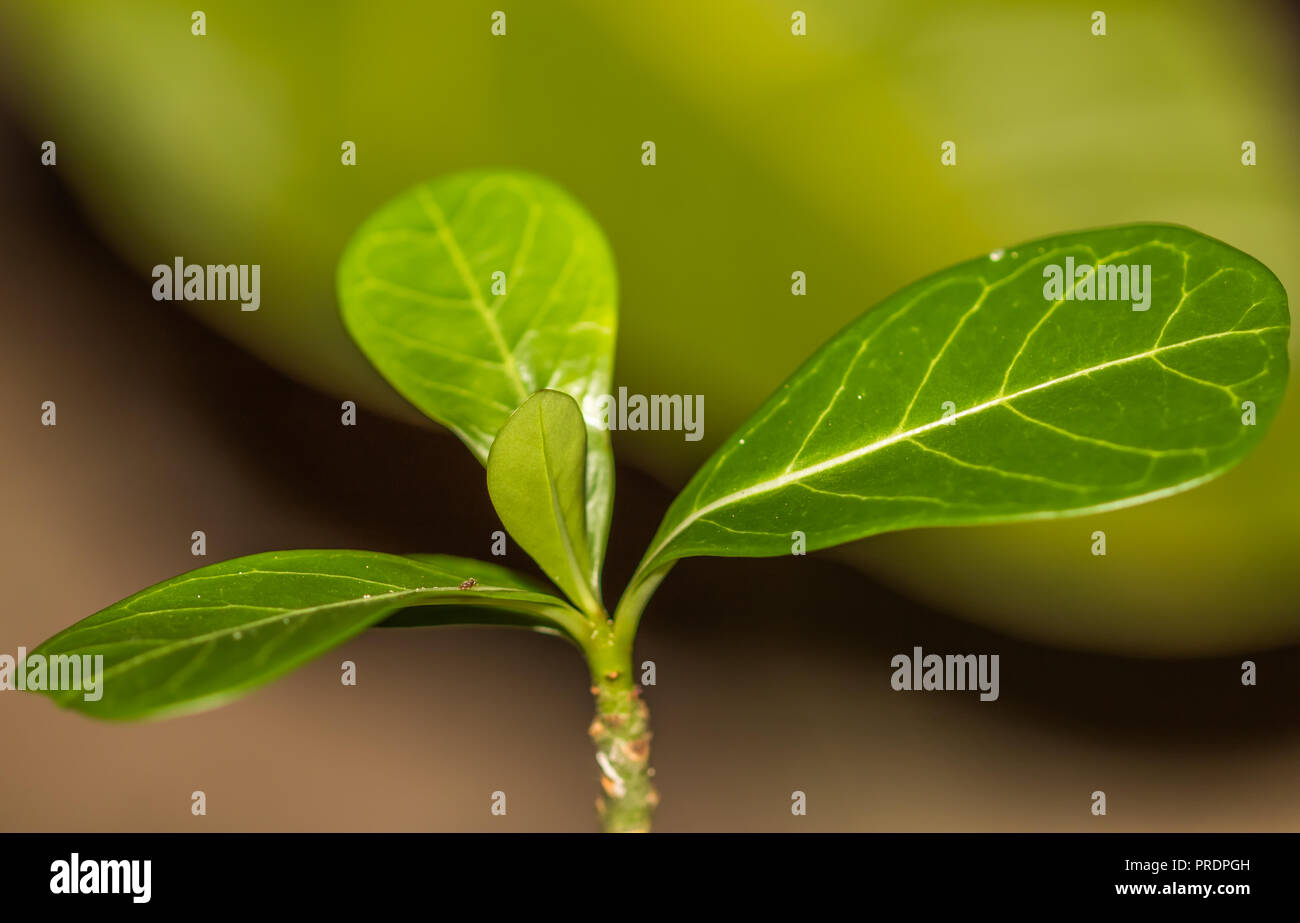 Small Adenium Plant with Leaves Stock Photo - Alamy