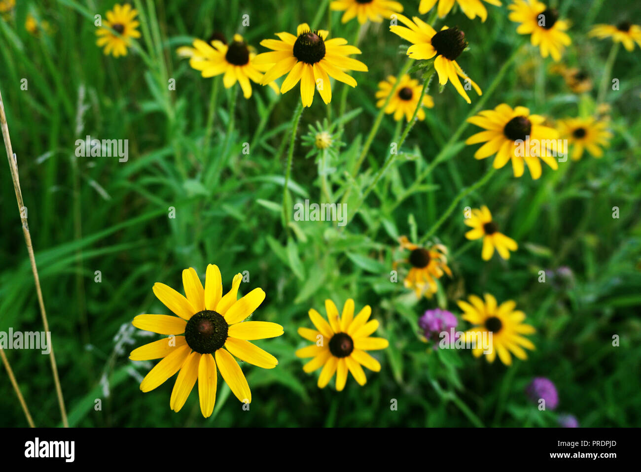 Sunflower daisy landscape yellow field hi-res stock photography and ...