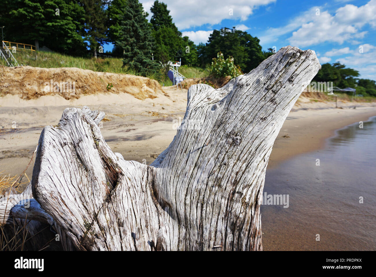 White Drifting Stump close-up on the Beach in the background of a Sandy ...