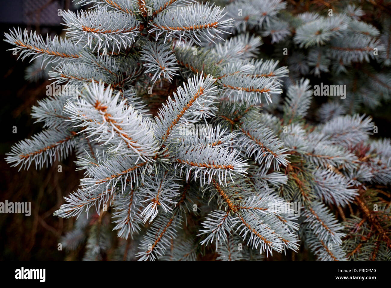 Blue spruce tree white background hi-res stock photography and images ...