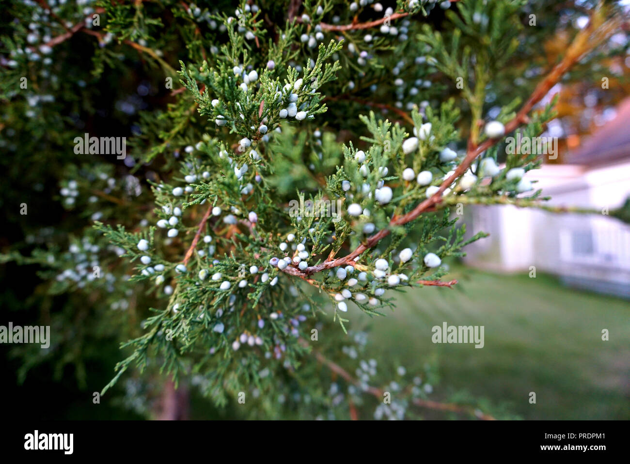 Macro pine hi-res stock photography and images - Alamy