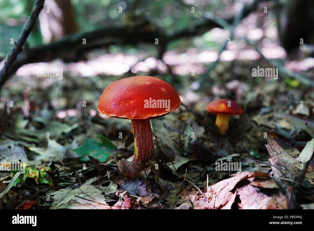 Big beautiful red mushroom close-up on a background of scaffolding and ...