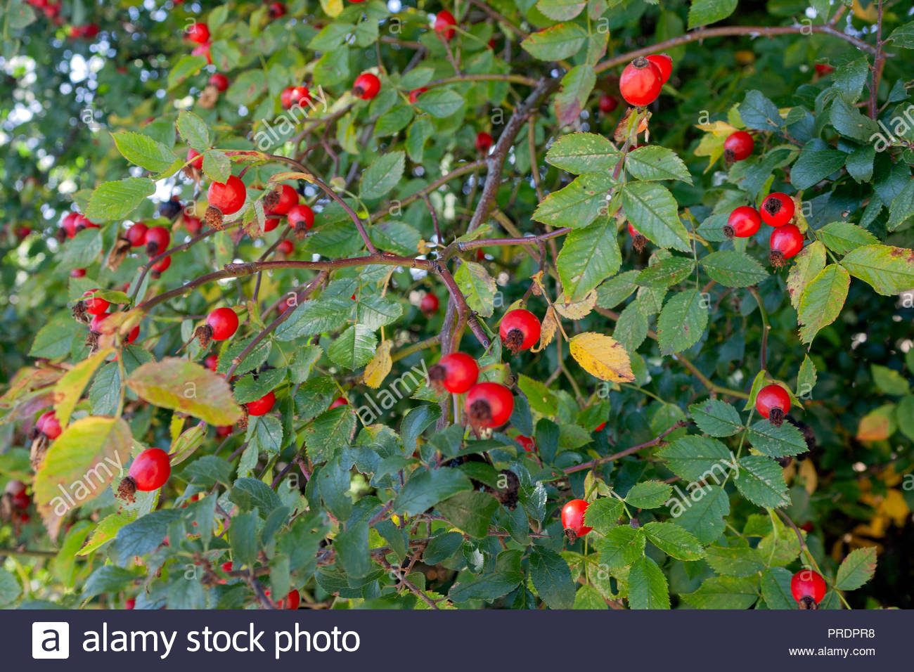 Wild Rose Berries Stock Photos & Wild Rose Berries Stock Images - Alamy