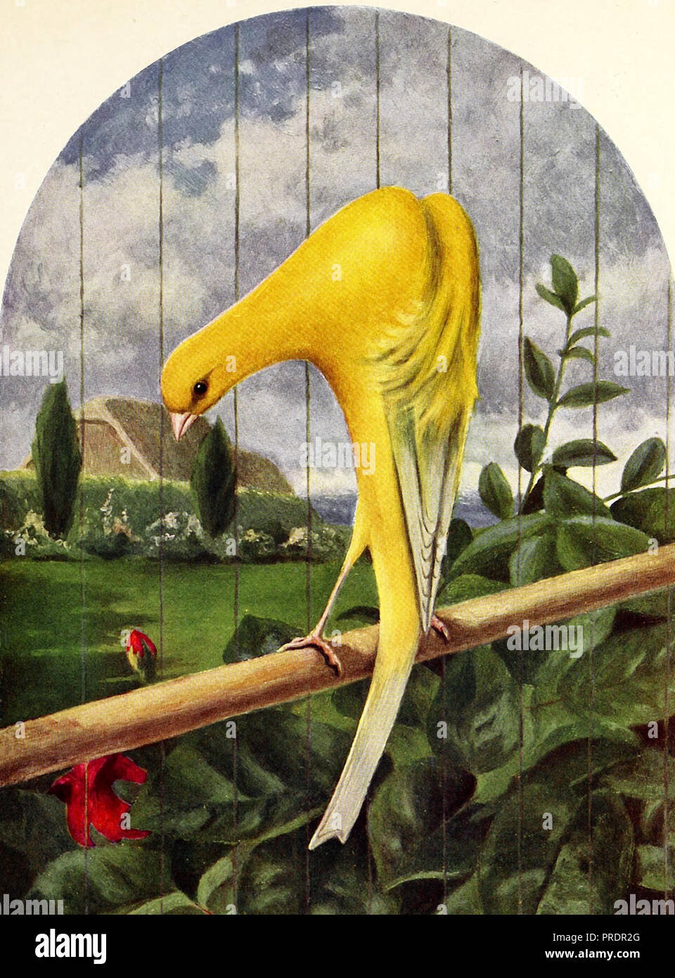 Scotch fancy hi-res stock photography and images - Alamy