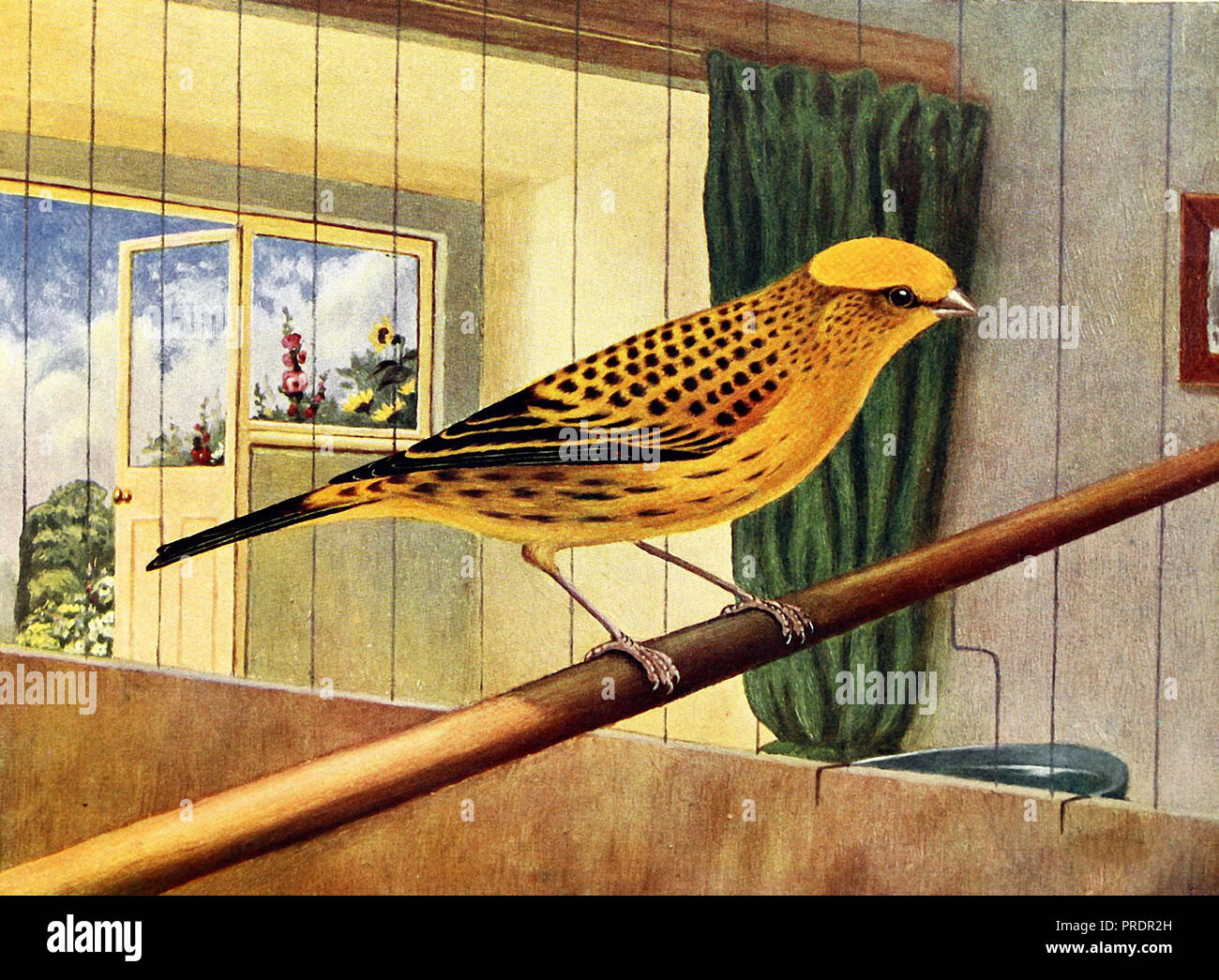 Lizard canary hi-res stock photography and images - Alamy