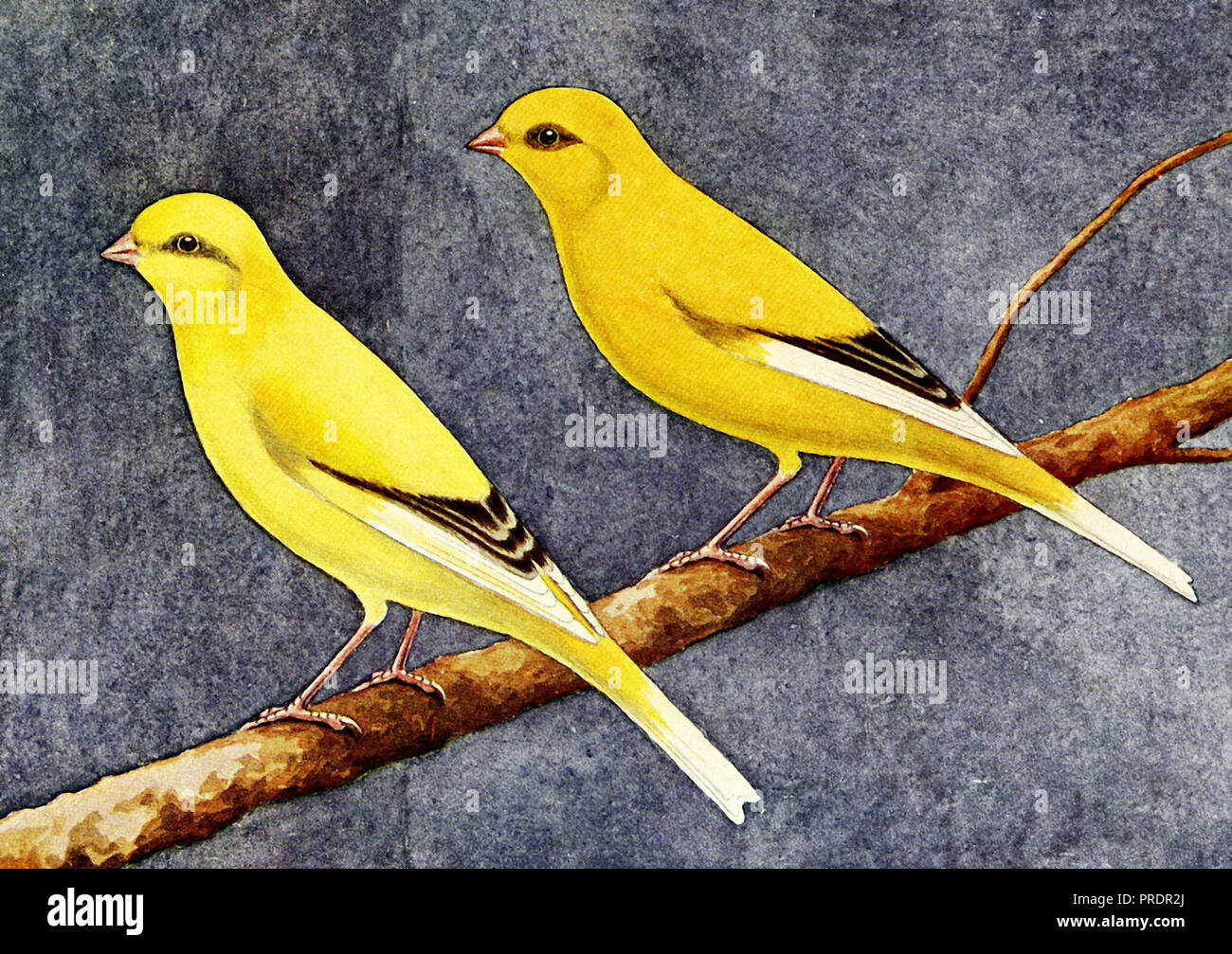 Buff and Yellow Evenly Marked Border Fancy Canaries Stock Photo - Alamy