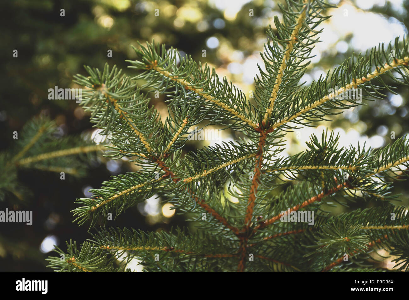 Spruce Greenery Close-up Stock Photo - Alamy