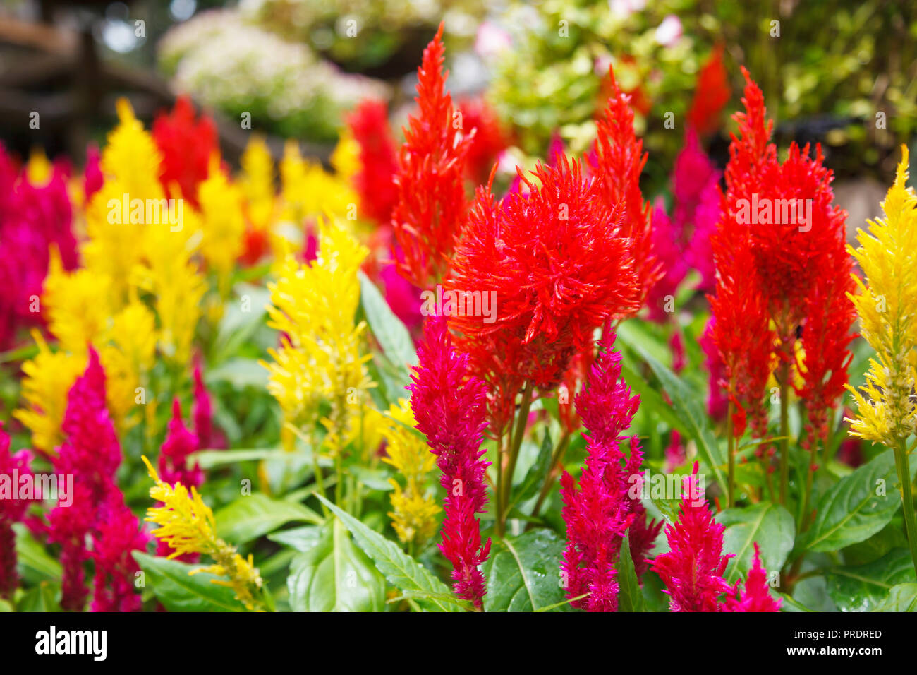 varieties of colorful Celosia Plumosa flower, commonly known as the ...