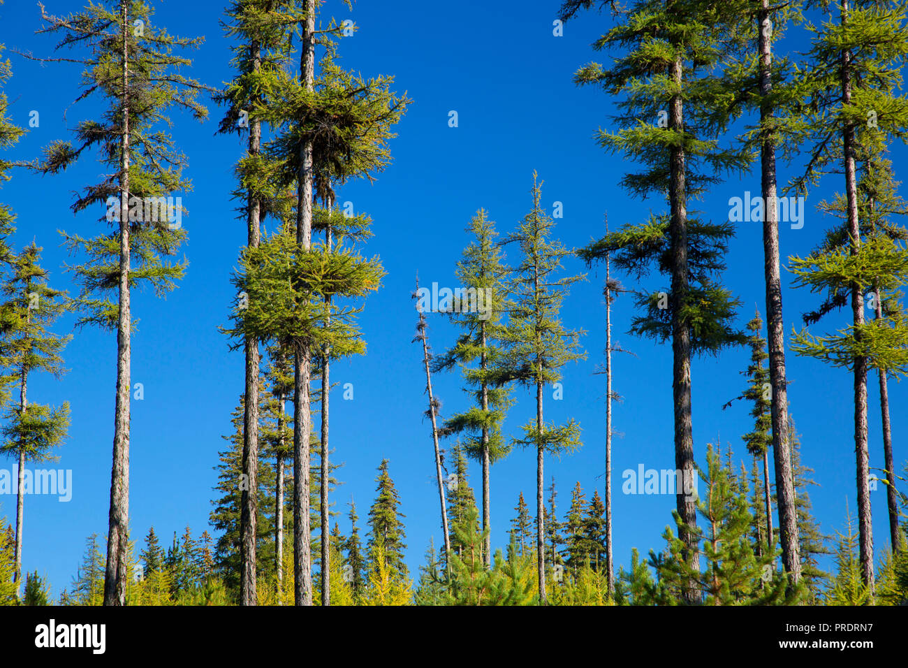 Forest near Spout Springs, Umatilla National Forest, Oregon Stock Photo ...