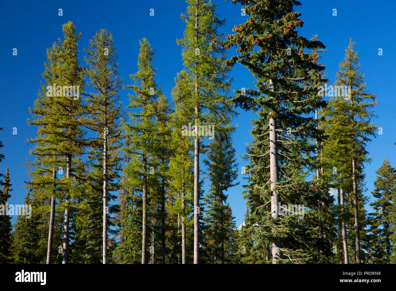 Spout springs oregon hi-res stock photography and images - Alamy