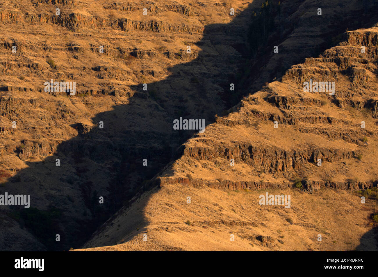 Grizzly Ridge slope, Hells Canyon National Recreation Area, Imnaha Wild ...