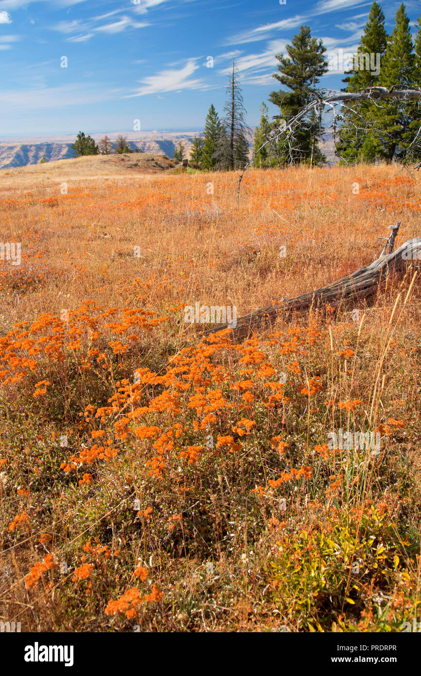 Meadow at Granny View Overlook, Hells Canyon National Recreation Area ...