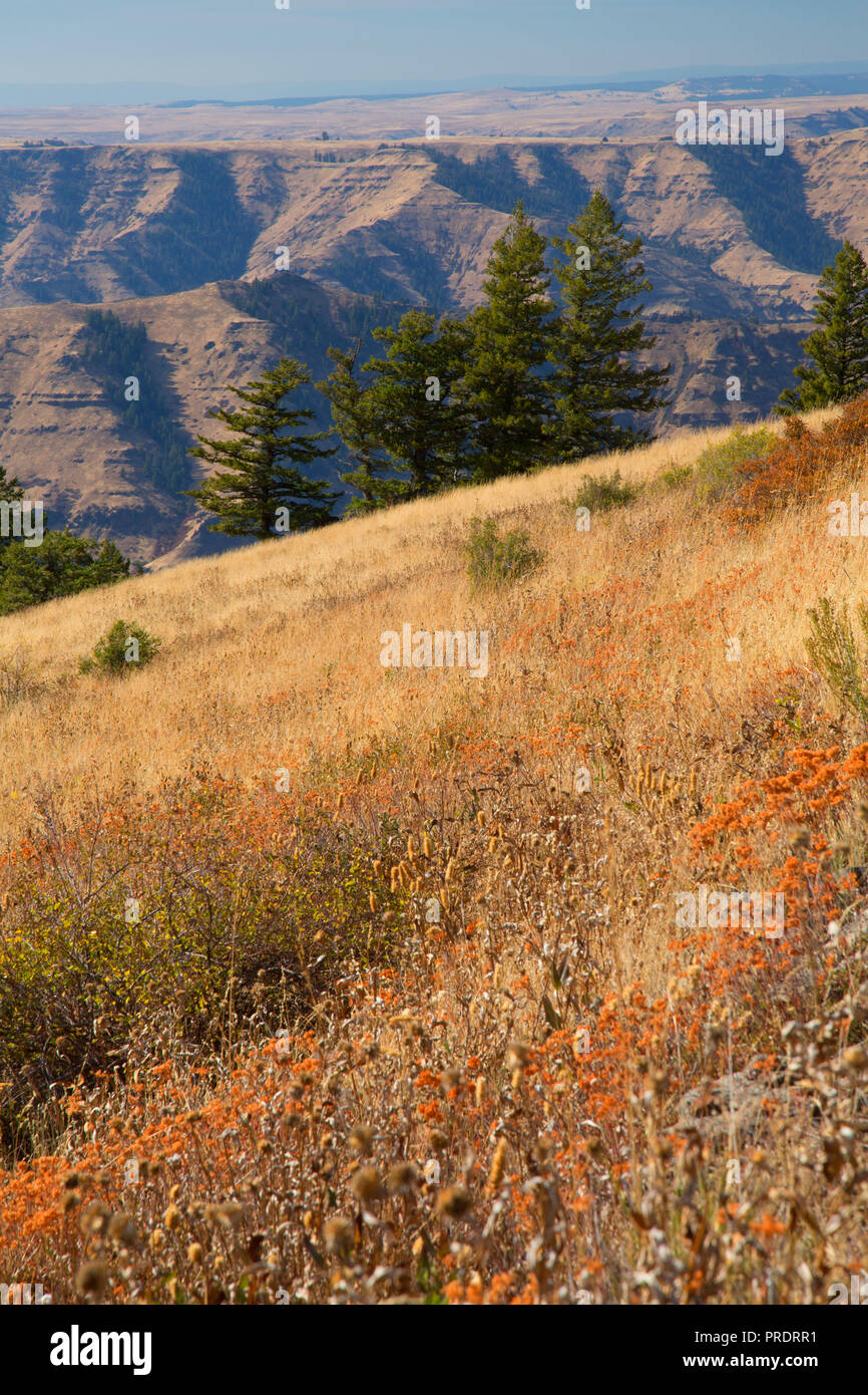 Meadow to Imnaha River canyon from Granny View Overlook, Hells Canyon National Recreation Area ...