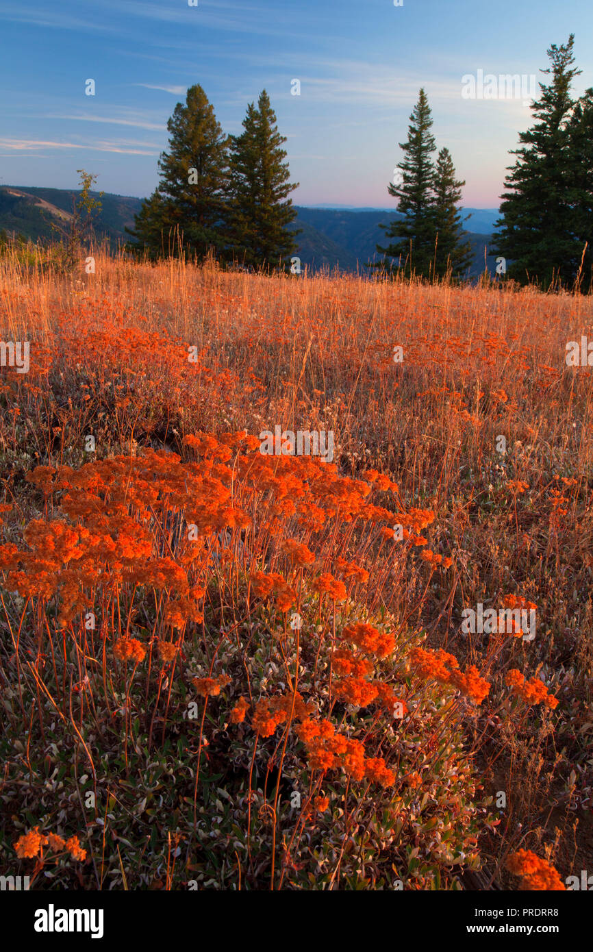 Meadow at Granny View Overlook, Hells Canyon National Recreation Area ...