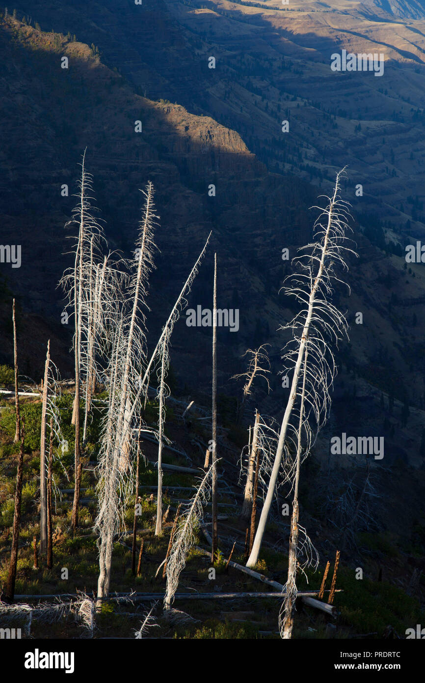 Forest burn from Hat Point Lookout, Hells Canyon National Recreation ...