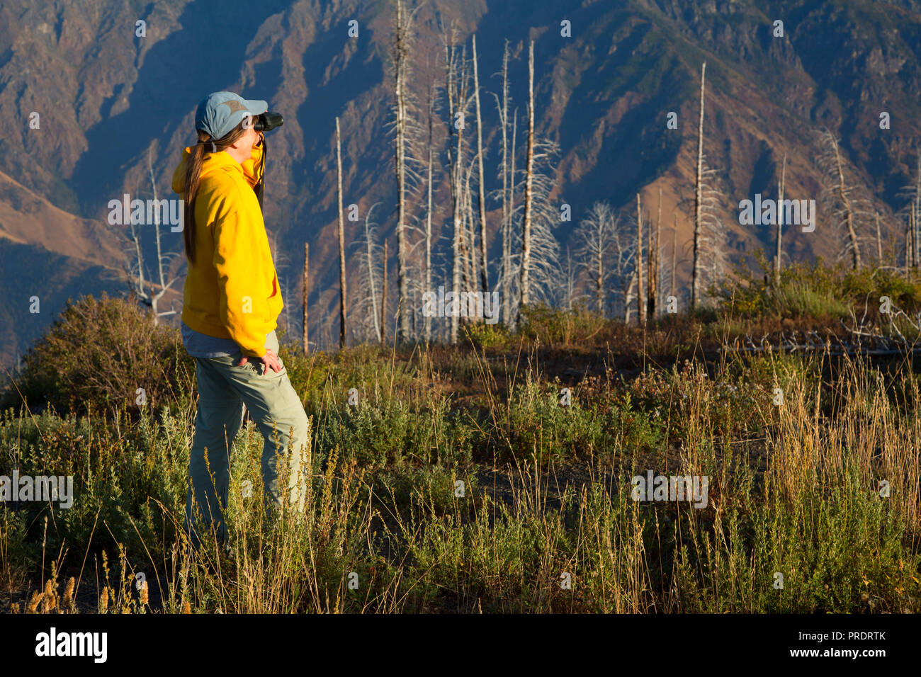 Hiker at forest burn at Hat Point Lookout, Hells Canyon National ...
