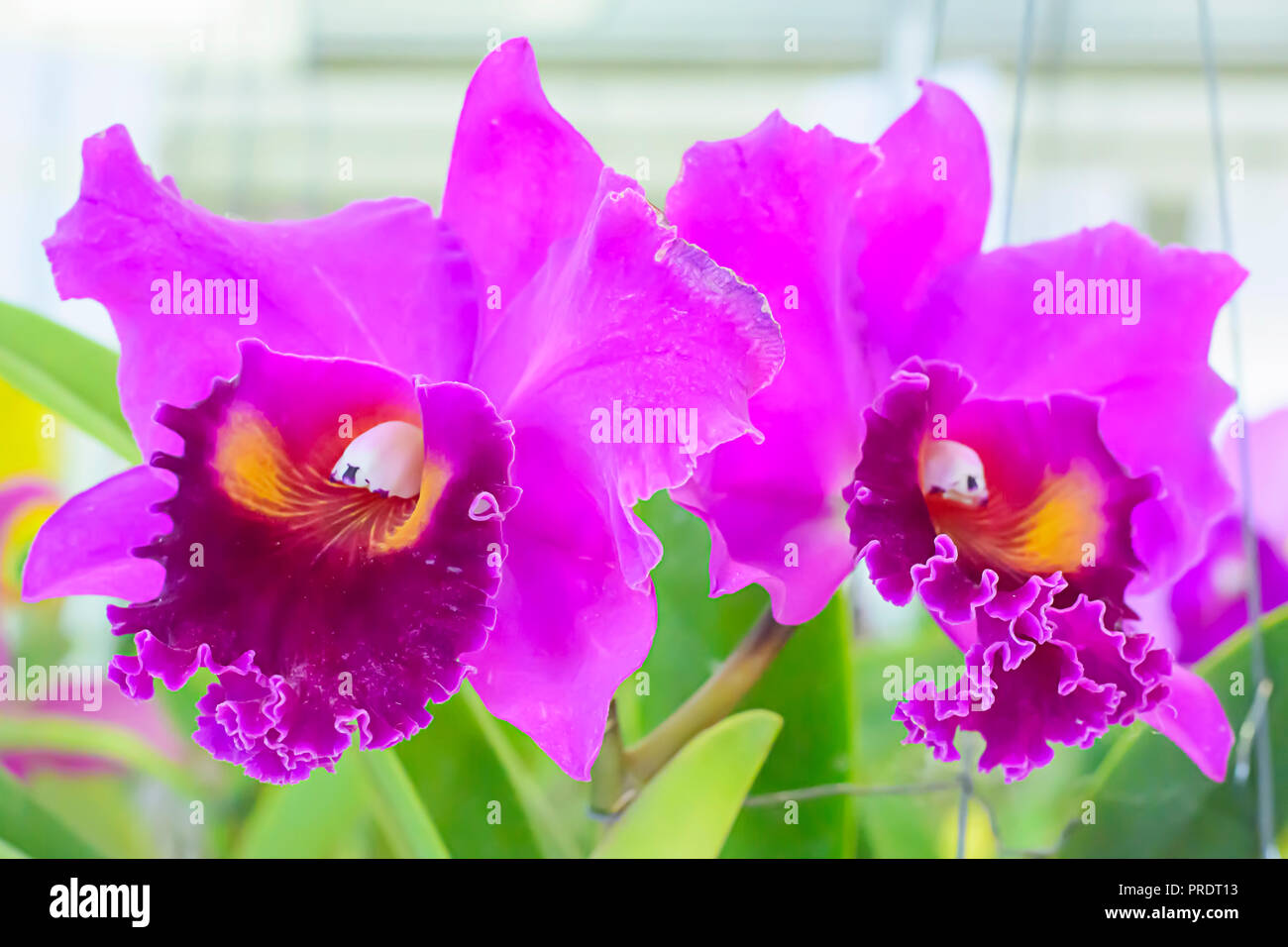 Cattleya is a genus of 113 species of orchids from Costa Rica and the ...