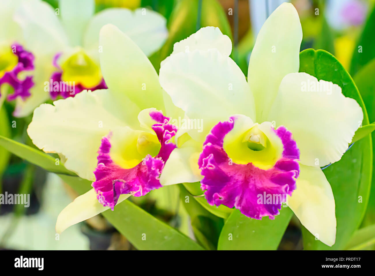 Cattleya is a genus of 113 species of orchids from Costa Rica and the ...