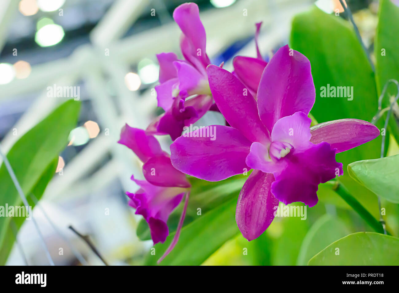 Cattleya is a genus of 113 species of orchids from Costa Rica and the ...