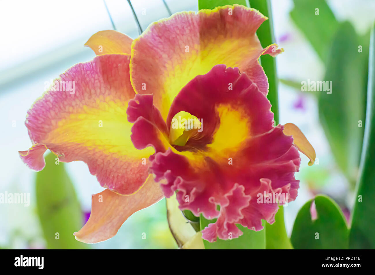 Cattleya is a genus of 113 species of orchids from Costa Rica and the ...