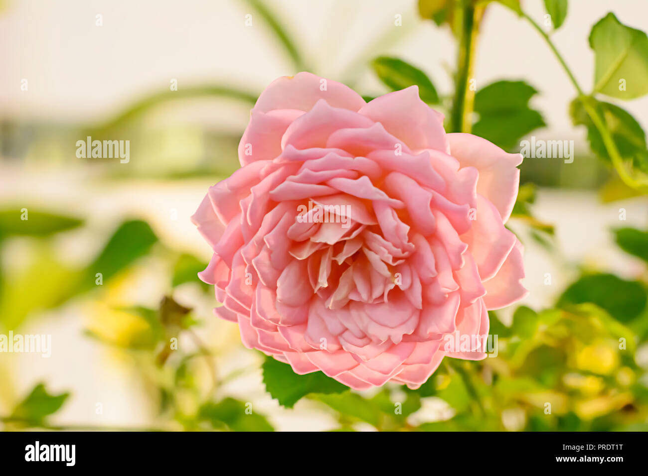 Rose in many colors and beautiful in garden Stock Photo - Alamy