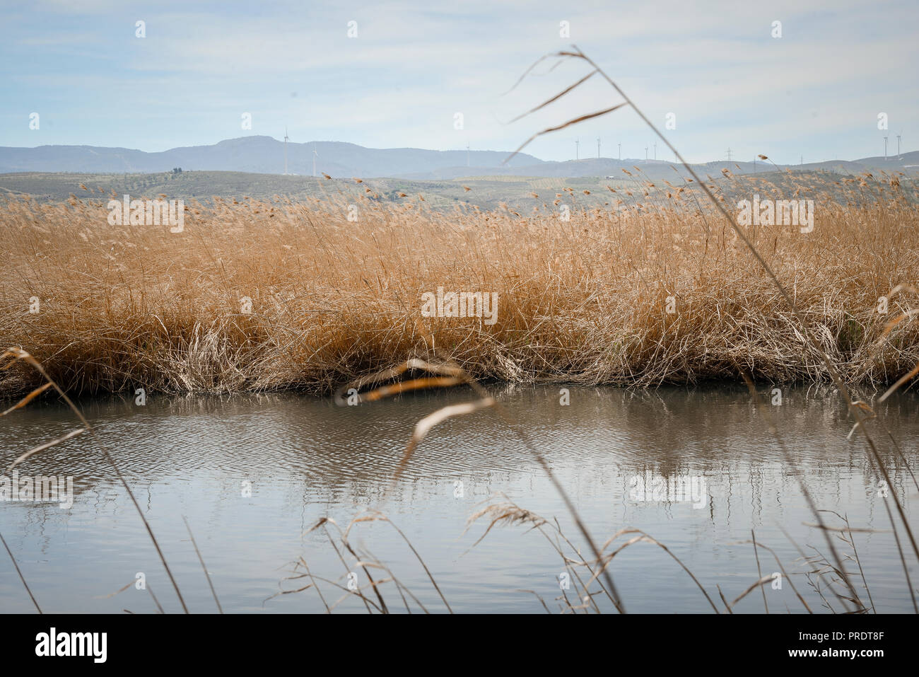Wetlands with marsh vegetation in Mammoth route in Padul, Granada ...