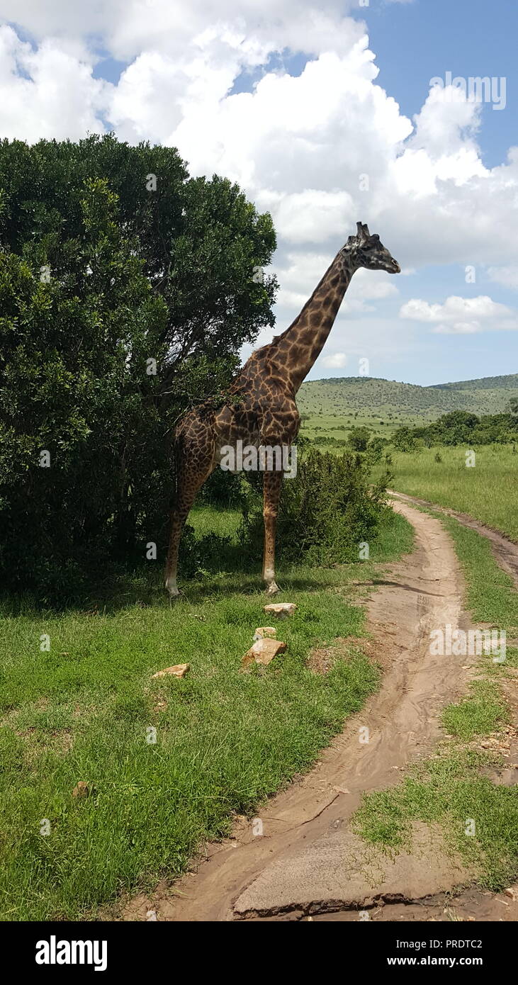 Giraffaidae hi-res stock photography and images - Alamy