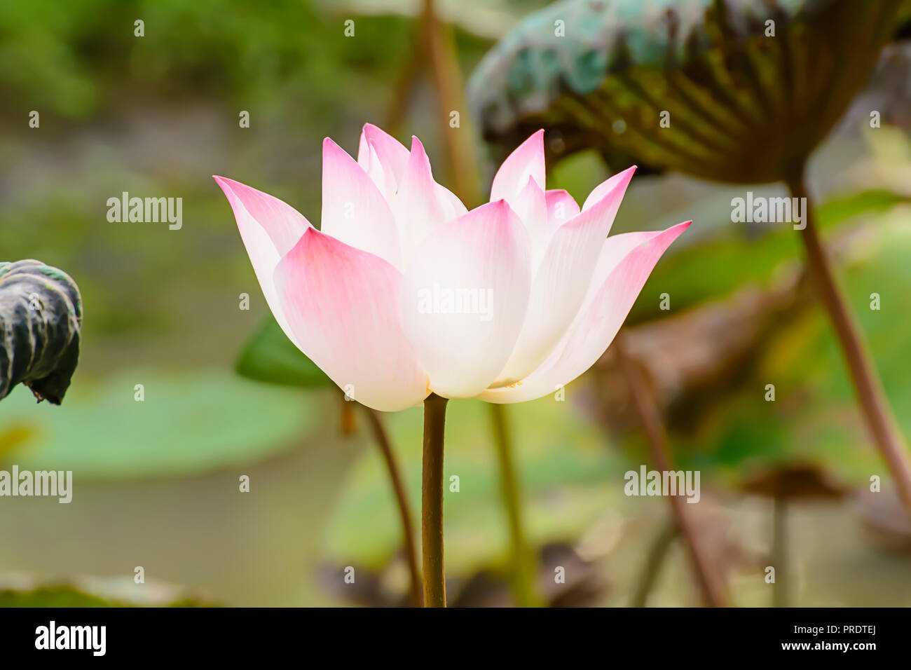Lotus in many colors and beautiful in ponds Stock Photo - Alamy