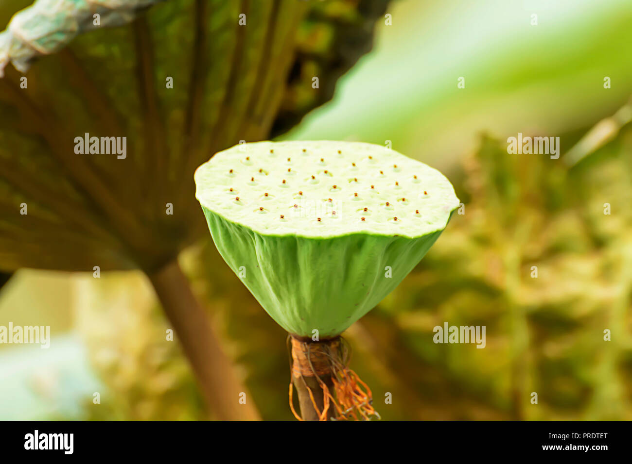 The green lotus shower in ponds Stock Photo - Alamy