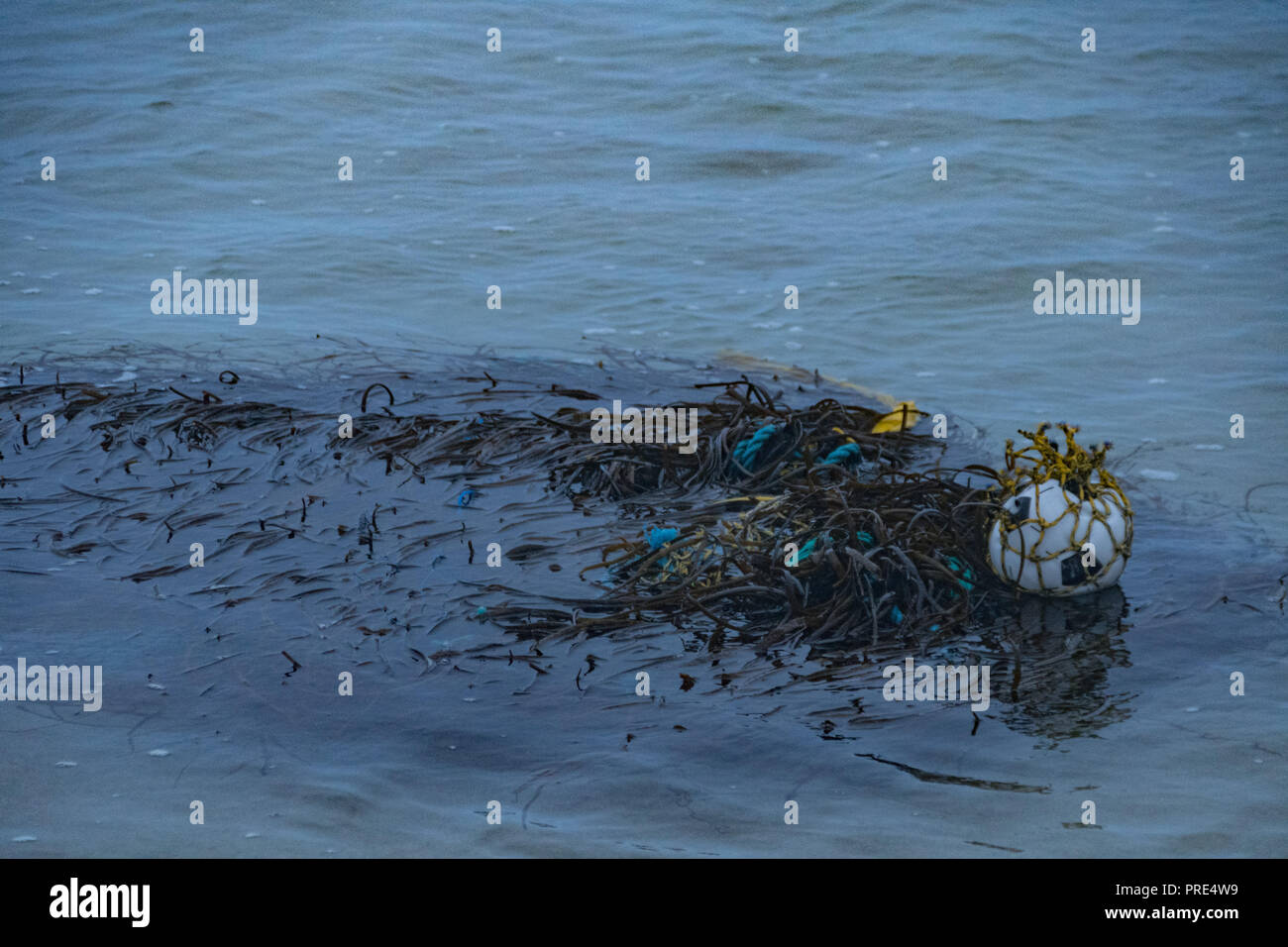 Tangled seaweed hi-res stock photography and images - Alamy