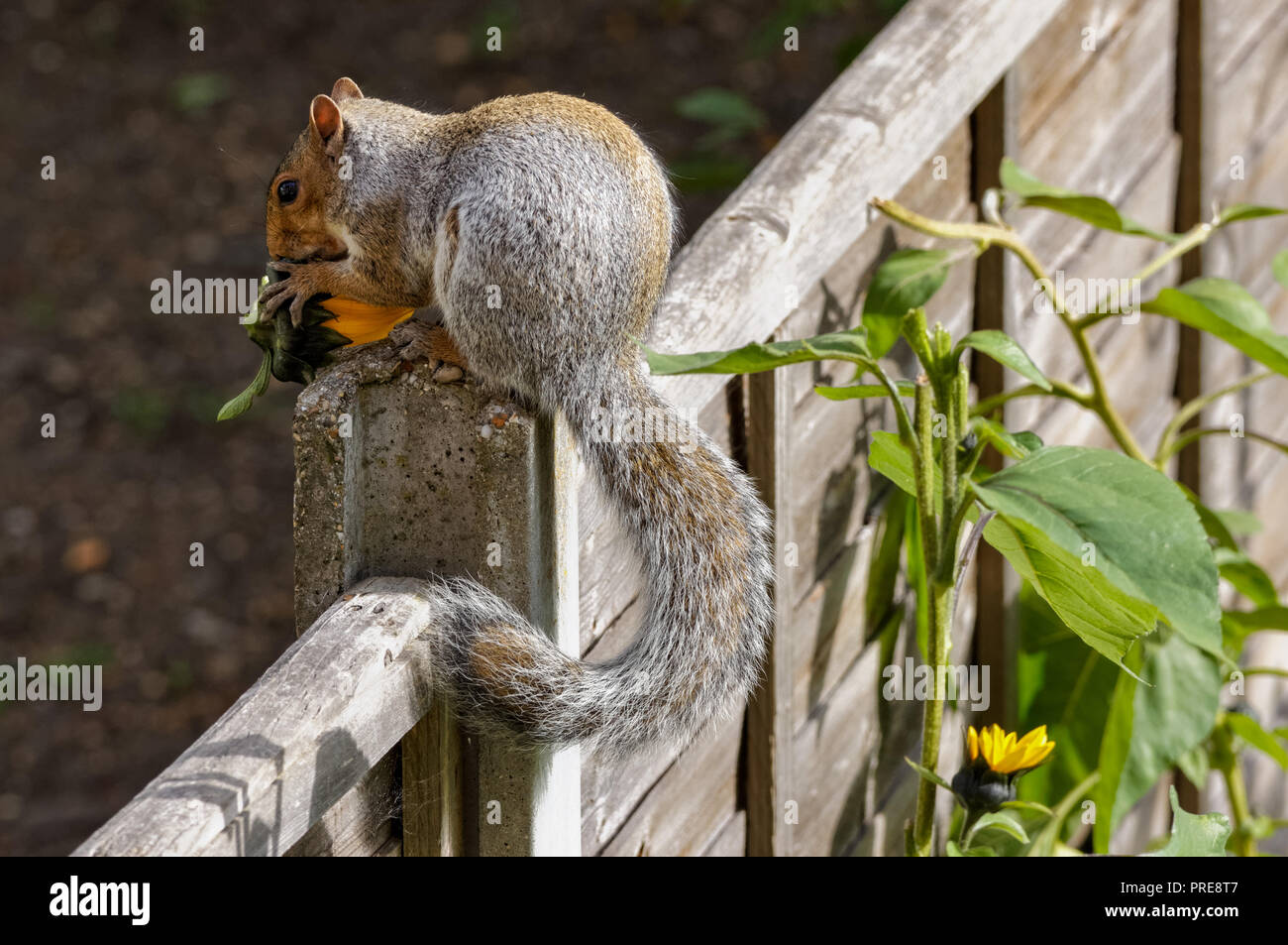 Urban squirrel damage hi-res stock photography and images - Alamy