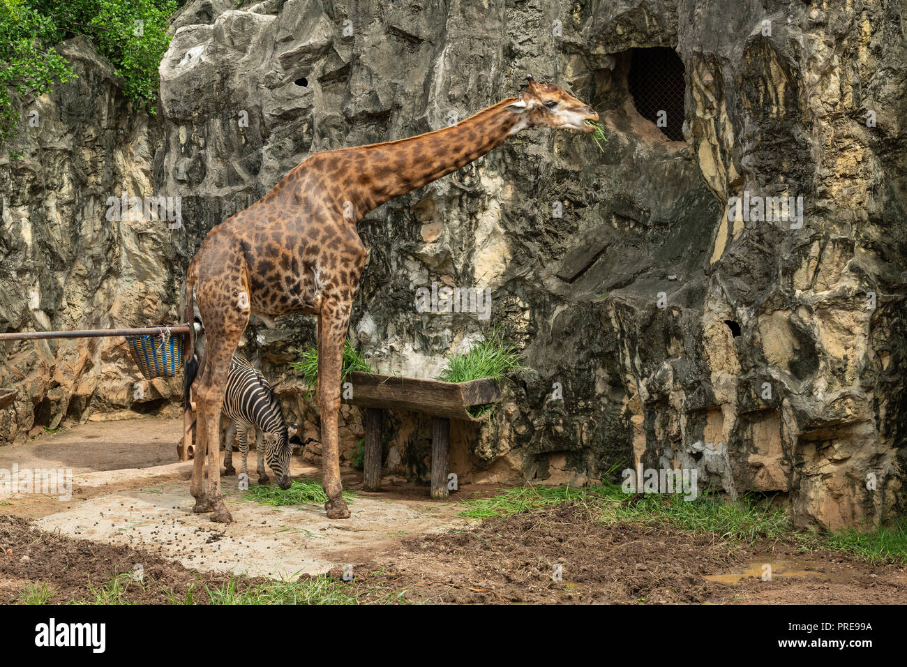 Zebra chewing hi-res stock photography and images - Alamy