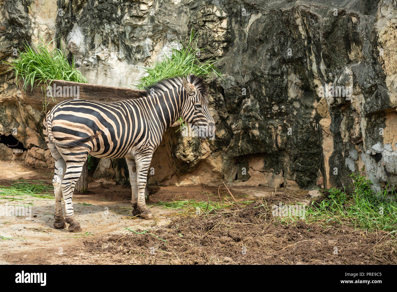 A male zebra feed on grass in the zoo Stock Photo - Alamy