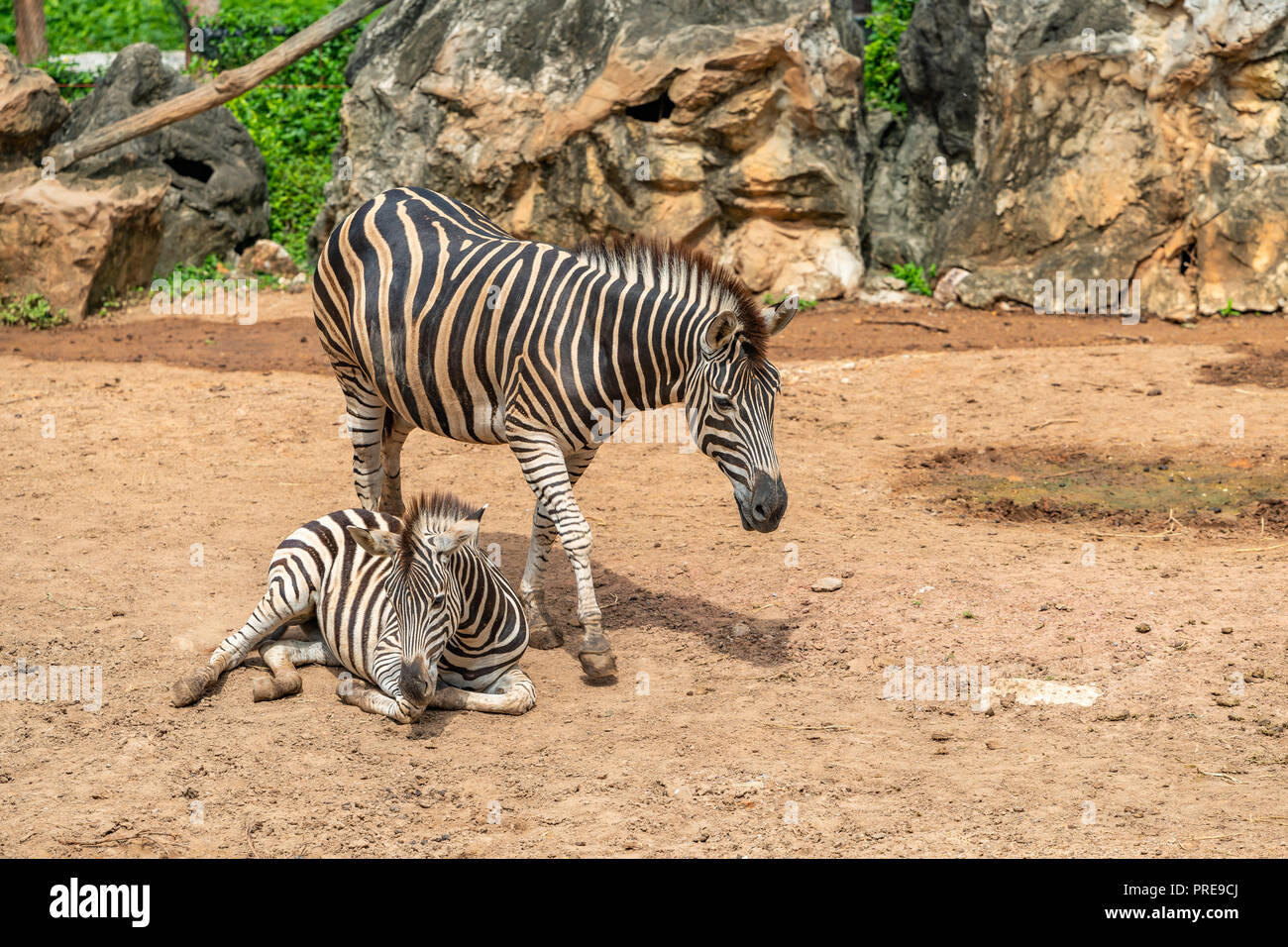 A female zebra is standing next to her female foal Stock Photo - Alamy
