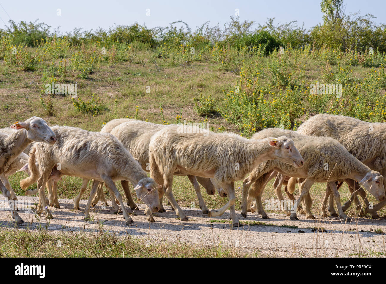 Small flock of sheep grazes on a wide path, horizontal image Stock ...