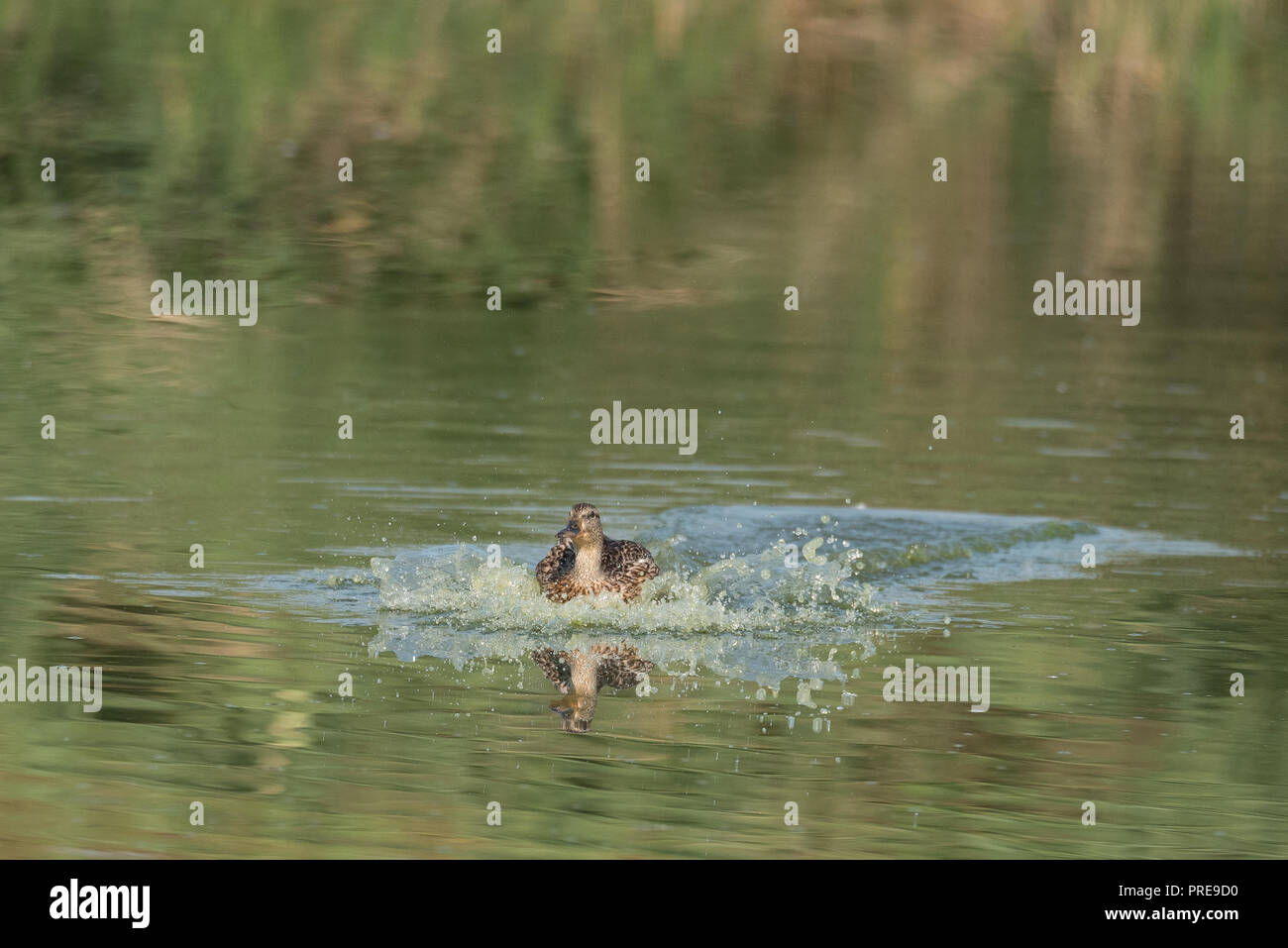 Puddles the duck hi-res stock photography and images - Alamy