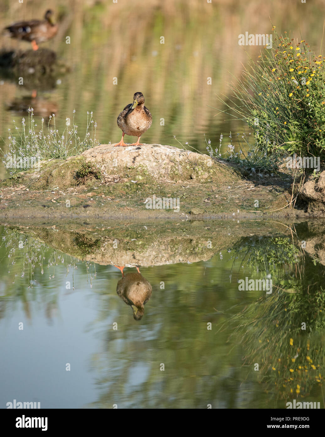 Ducks laid on an islet in the pond, vertical image Stock Photo - Alamy