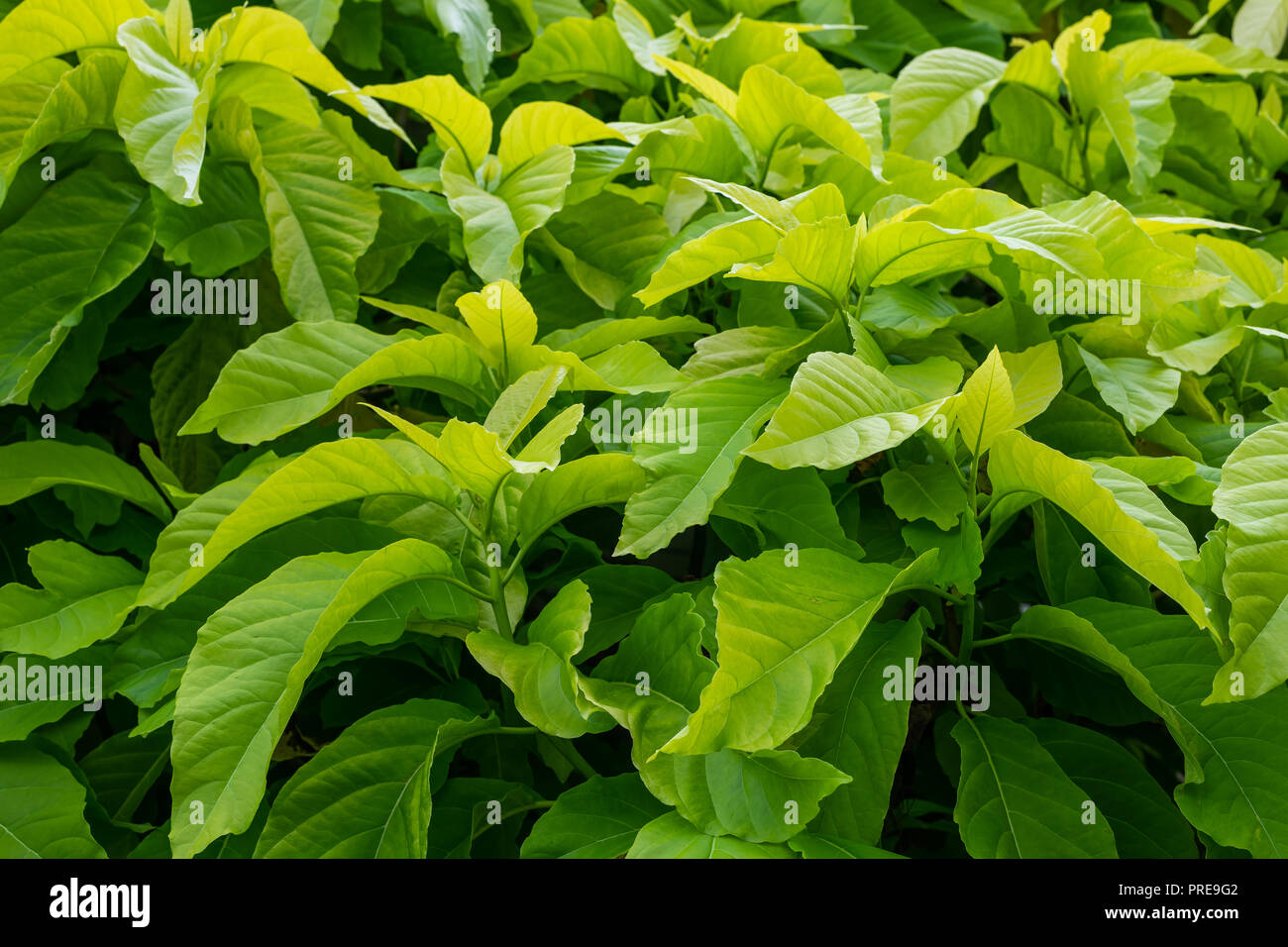 The young leaves of Lettuce tree for background Stock Photo - Alamy