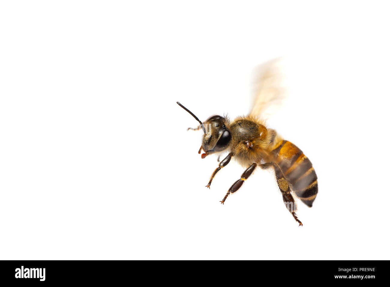 A close up of flying bee isolated on white background Stock Photo - Alamy